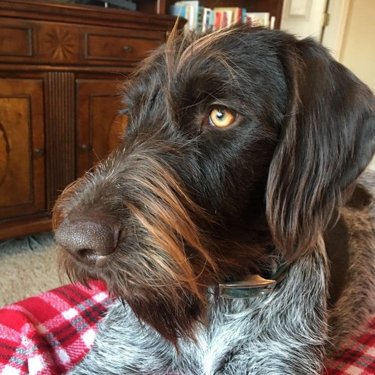 14 Amazing Facts About Wirehaired Pointing Griffons - PetPress