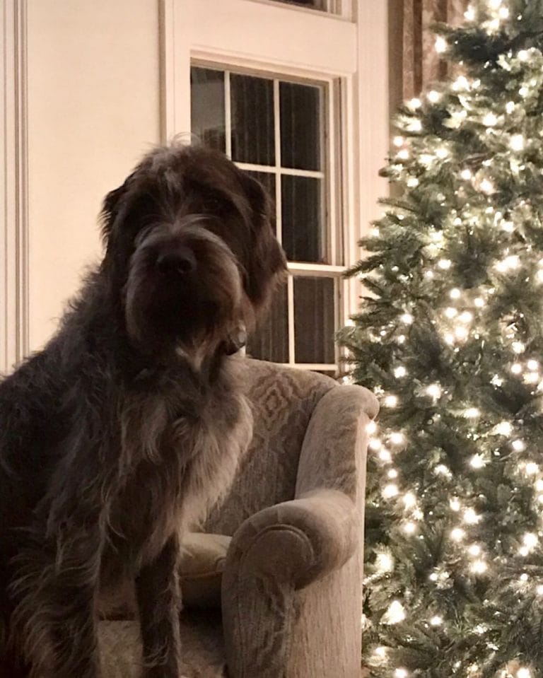 14 Amazing Facts About Wirehaired Pointing Griffons - Page 3 of 4 ...