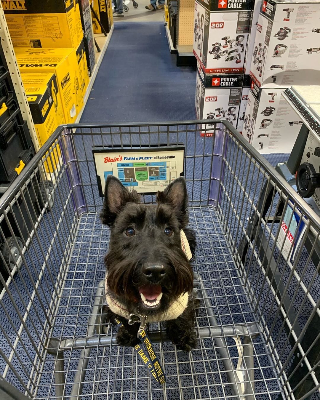 14 Interesting Things To Know About Scottish Terriers - PetPress