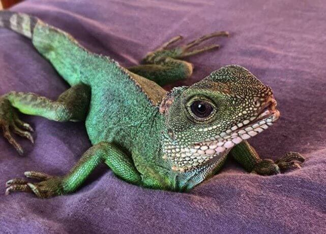 Water Dragon Names - Over 150 Great Ideas For Naming Your Water Dragon ...