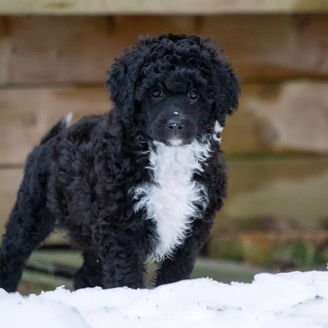 14 Fluffy Facts About Portuguese Water Dogs - PetPress