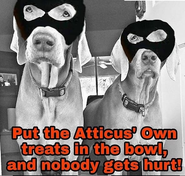 14 Funny Weimaraner Memes That Will Make You Smile - PetPress