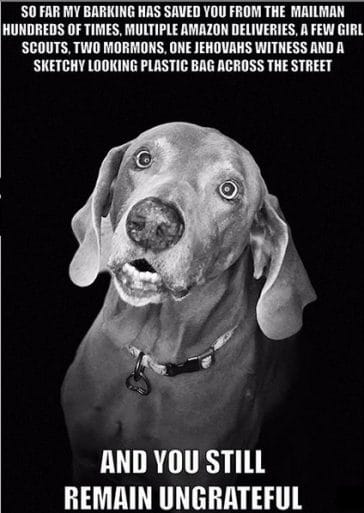 14 Funny Weimaraner Memes That Will Make You Smile - Page 2 of 3 - PetPress