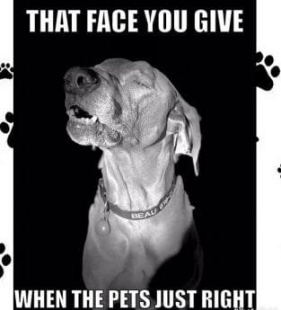 14 Funny Weimaraner Memes That Will Make You Smile - Page 2 of 3 - PetPress