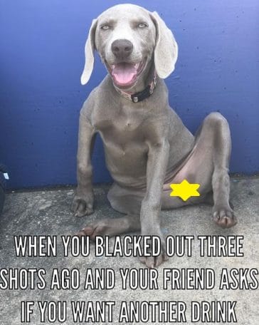 14 Funny Weimaraner Memes That Will Make You Smile - Page 2 of 3 - PetPress