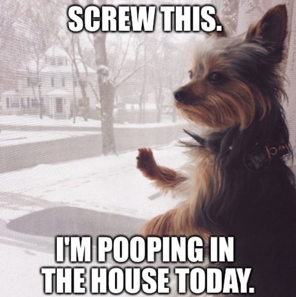 14 Funny Yorkie Memes That Will Make You Laugh! - PetPress