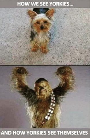 14 Funny Yorkshire Terrier Memes That Will Make You Smile! - Page 2 of ...