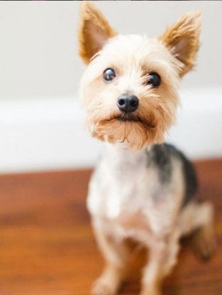 14 Funny Yorkshire Terrier Memes That Will Make You Smile! - Page 2 of ...