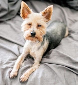 14 Funny Yorkshire Terrier Memes That Will Make You Smile! - Page 2 of ...