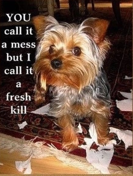 14 Funny Yorkshire Terrier Memes That Will Make You Smile! - Page 3 of ...