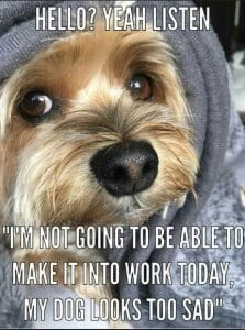 14 Funny Yorkie Memes That Will Make You Laugh! - Page 3 of 3 - PetPress