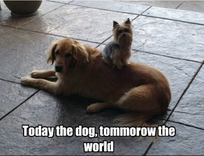 14 Funny Yorkie Memes That Will Make You Laugh! - Page 3 of 3 - PetPress