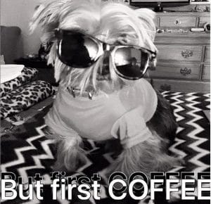 14 Funny Yorkie Memes That Will Make You Laugh! - PetPress