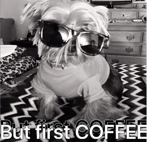 14 Funny Yorkie Memes That Will Make You Laugh! - PetPress