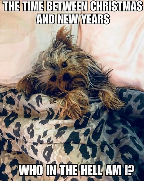 14 Funny Yorkshire Terrier Memes That Will Make You Smile! - PetPress