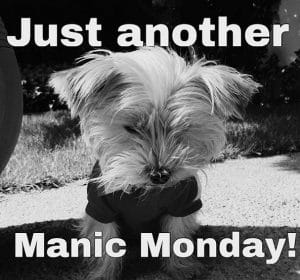 14 Funny Yorkie Memes That Will Make You Laugh! - PetPress