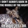 14 Funny Yorkshire Terrier Memes That Will Make You Smile! - PetPress