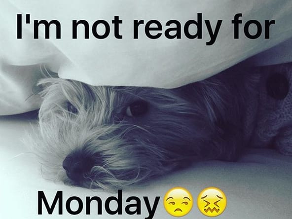 14 Funny Yorkie Memes That Will Make You Laugh! - PetPress