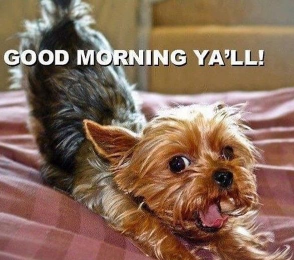 14 Funny Yorkshire Terrier Memes That Will Make You Smile! - PetPress
