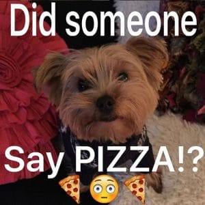 14 Funny Yorkie Memes That Will Make You Laugh! - PetPress
