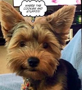 14 Funny Yorkie Memes That Will Make You Laugh! - Page 2 of 3 - PetPress