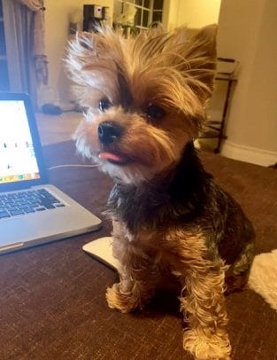 14 Funny Dog Memes That You Must Show to Your Friends Who Own Yorkies ...