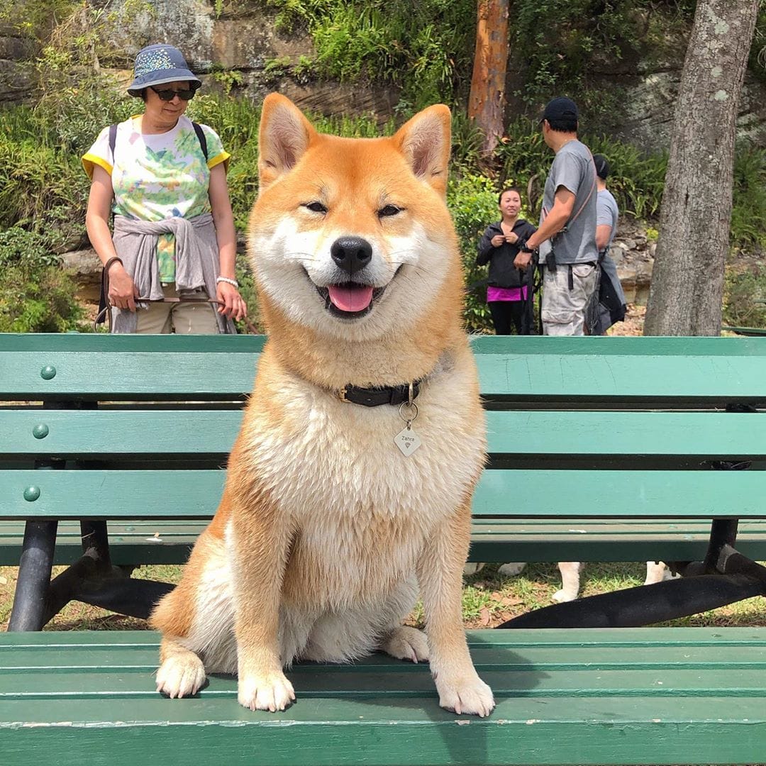 14 Astonishing Facts About Shiba Inu - PetPress