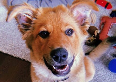 14 Collie Mix Breeds – The Popular and Adorable Hybrid Dogs - PetPress