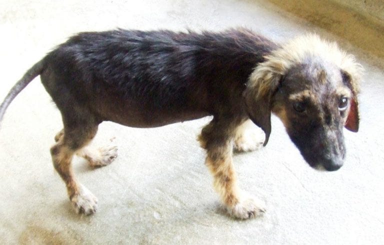 8 Homeless Dogs Before and After Shelter - PetPress