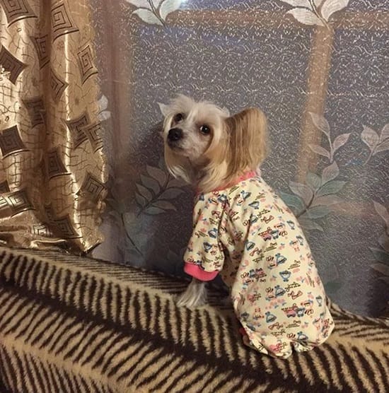 14 Funny Pictures Explaining Why People Love Chinese Crested Dogs ...