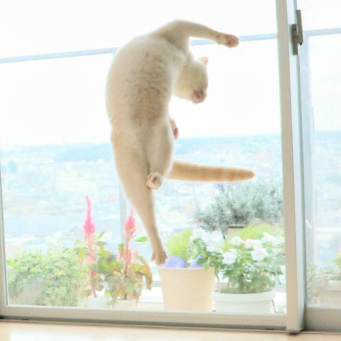 15 Evidence That Chaco the Cat From Japan Is Dancing Better Than You ...