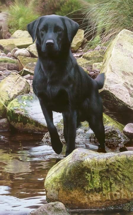 14 Interesting Facts About Labrador Retrievers - PetPress