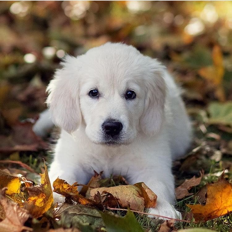 14 Super Cute Golden Retriever Pictures To Make Your Day - PetPress