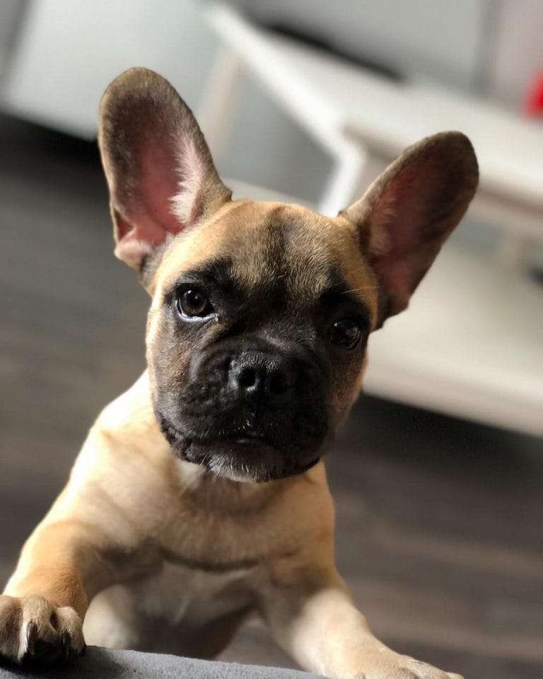 14 Cute Photos Of French Bulldogs To Make You Smile - PetPress
