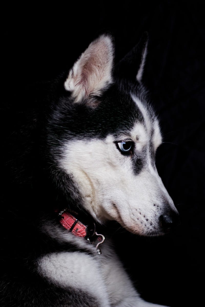 15 Things Only Husky Owners Know - PetPress
