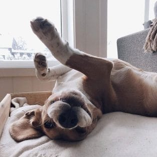 14 Lovely Beagle Pics To Prove That They Are The Best - Page 2 of 4 ...