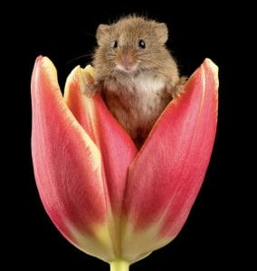 14 Photos of Extra Cute Mice Hiding In Tulips - PetPress