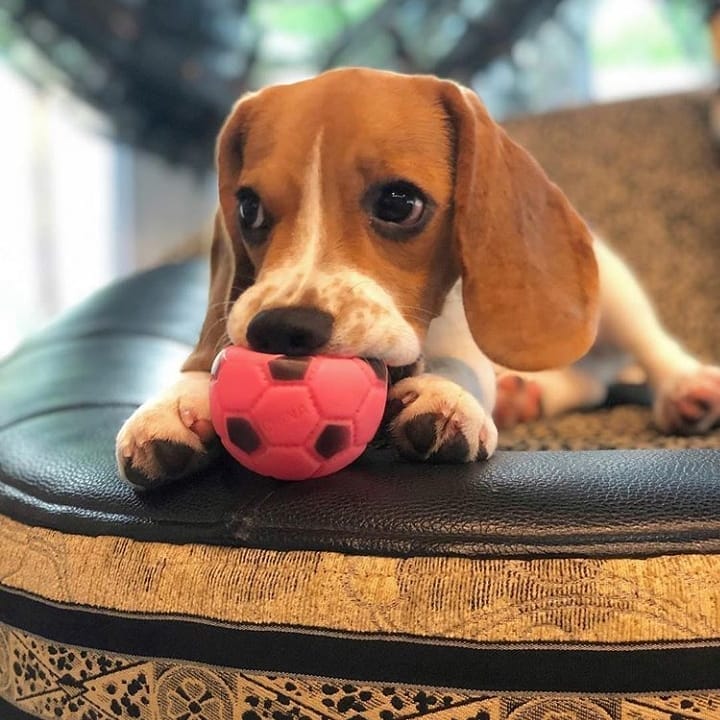 14 Lovely Beagle Pics To Prove That They Are The Best - Page 2 of 4 ...