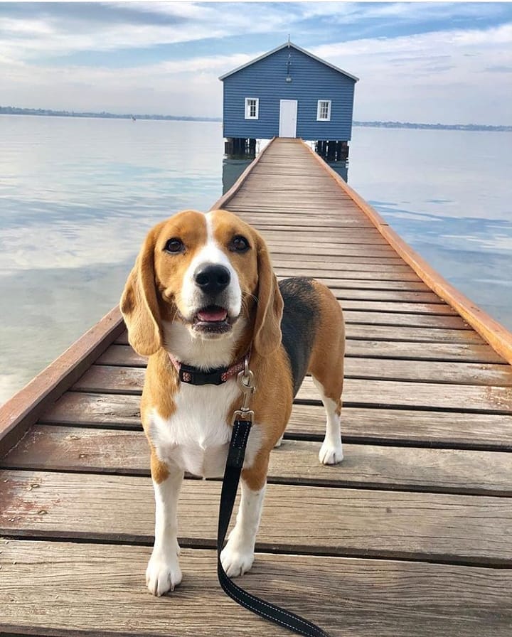 14 Lovely Beagle Pics To Prove That They Are The Best - Page 2 of 4 ...