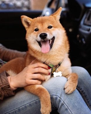 14 Photos That Confirm That Shiba Inu is the Most Smiling Dog - PetPress
