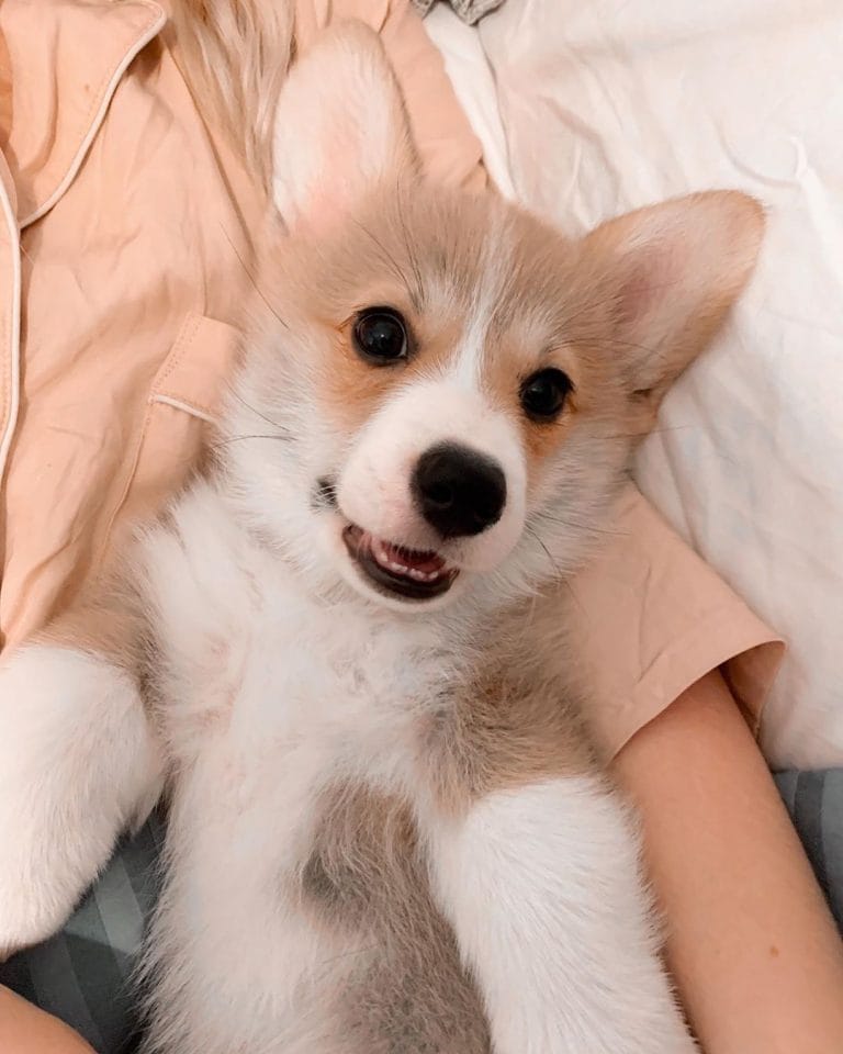 14 Lovely Corgi Facts Proving That They Are The Best Friends - PetPress