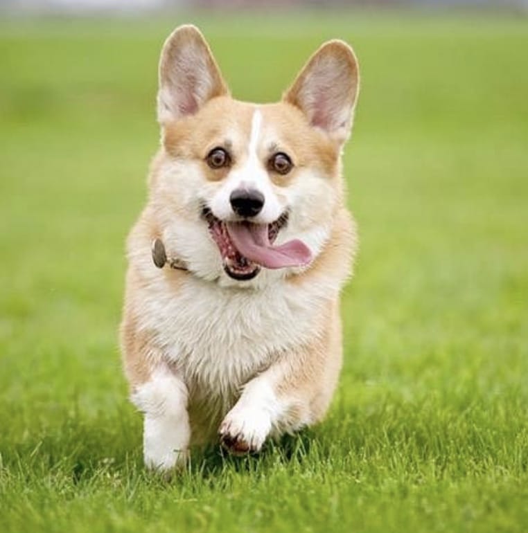 15 Facts About Corgis You Didn’t Know - Page 2 of 3 - PetPress