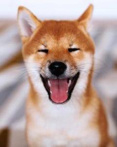 14 Photos That Confirm That Shiba Inu is the Most Smiling Dog - PetPress