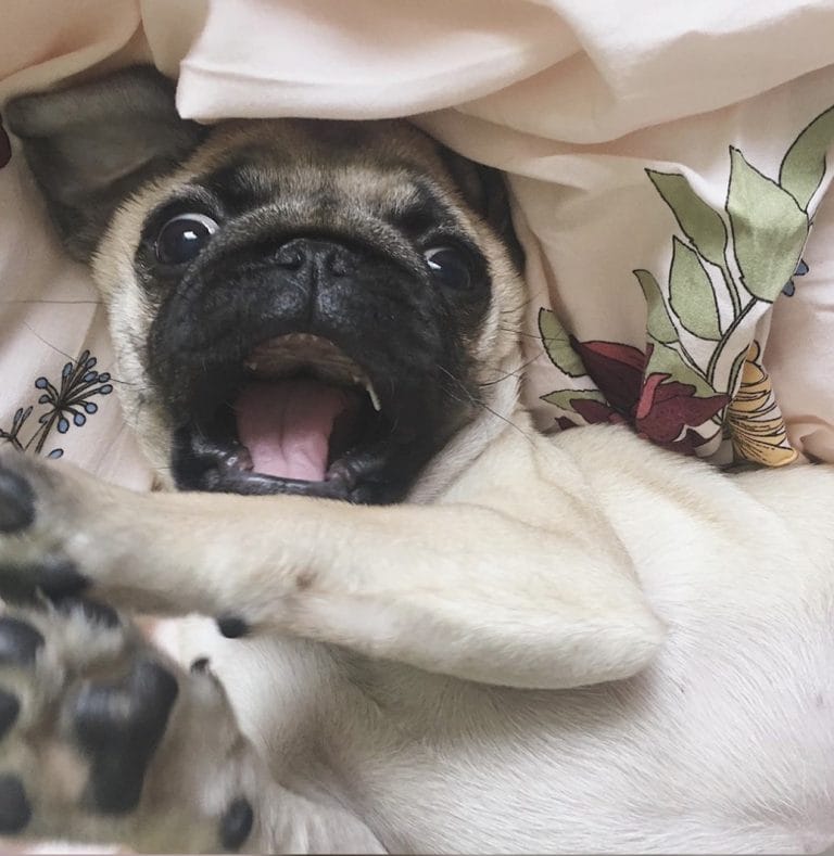14 Photos That Proving Pugs are the Cutest Dogs in the World - Page 2 ...
