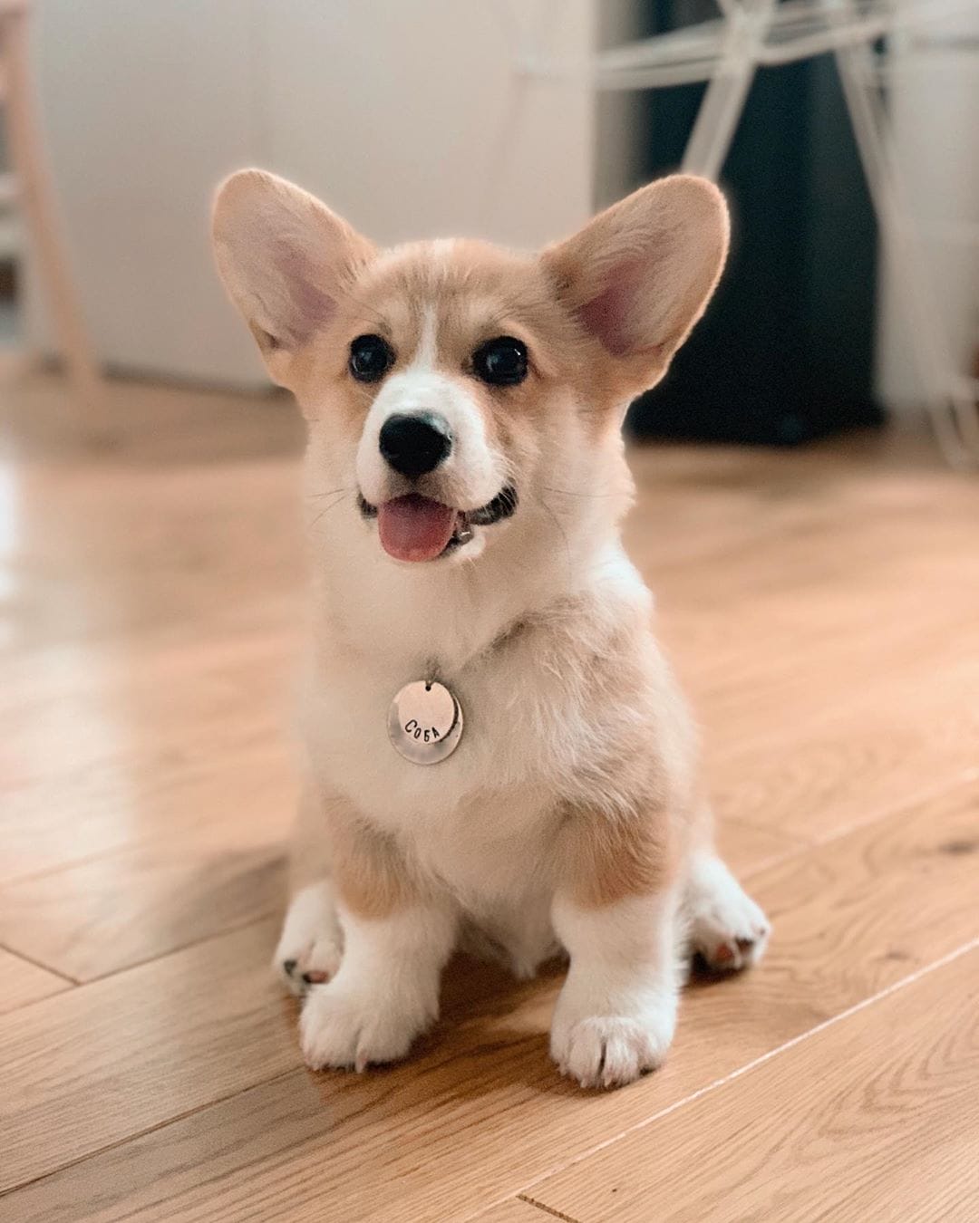 14 Lovely Corgi Facts Proving That They Are The Best Friends - PetPress