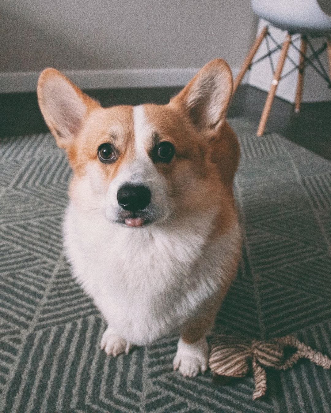14 Lovely Corgi Pictures To Make Your Day - PetPress