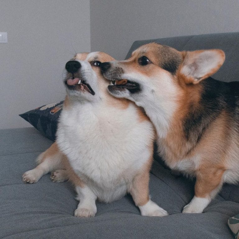 14 Lovely Corgi Pictures To Make Your Day - PetPress