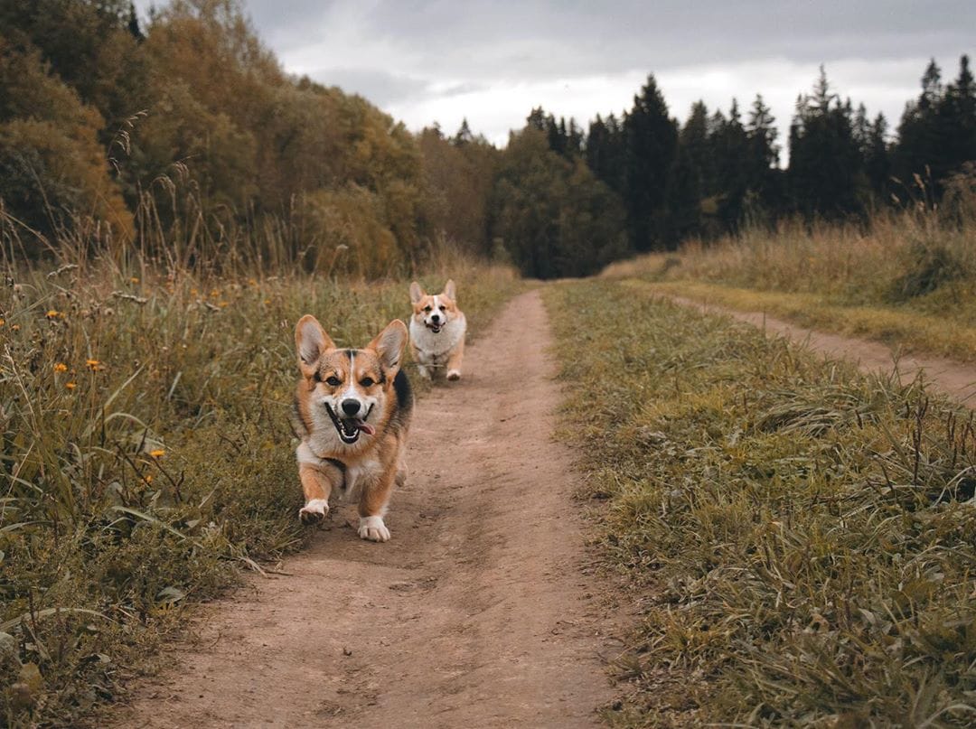 14 Lovely Corgi Pictures To Make Your Day - PetPress