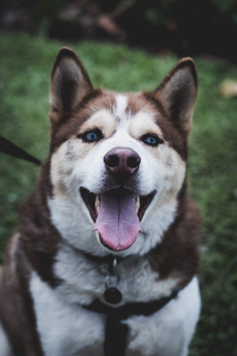 15 Things Only Husky Owners Know - Page 2 of 3 - PetPress