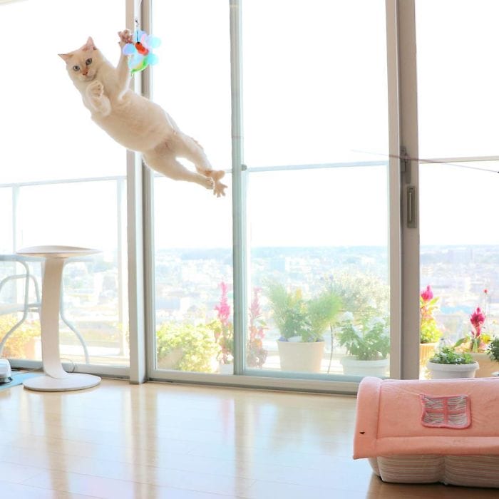 15 Evidence That Chaco the Cat From Japan Is Dancing Better Than You ...